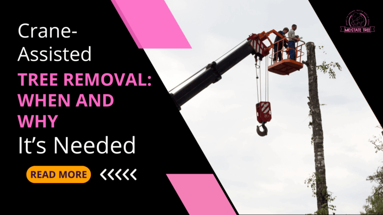 Crane-Assisted Tree Removal: When And Why It’s Needed